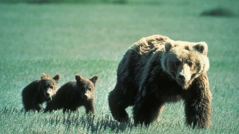 Glacier Bear Attack 2026: Wildlife Expert Guide | Expert Zoom